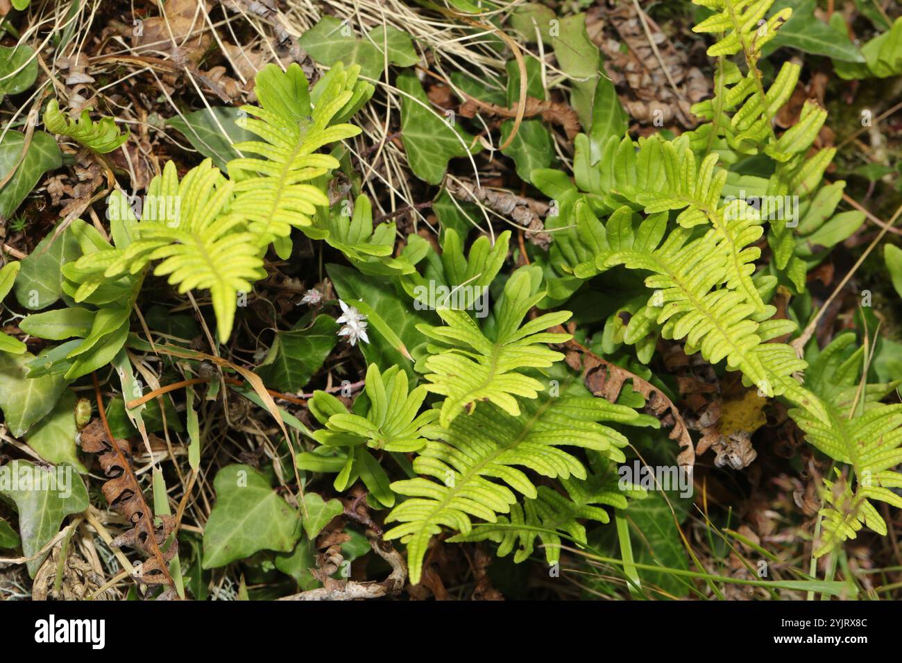 common polypody (Polypodium vulgare Stock Photo - Alamy