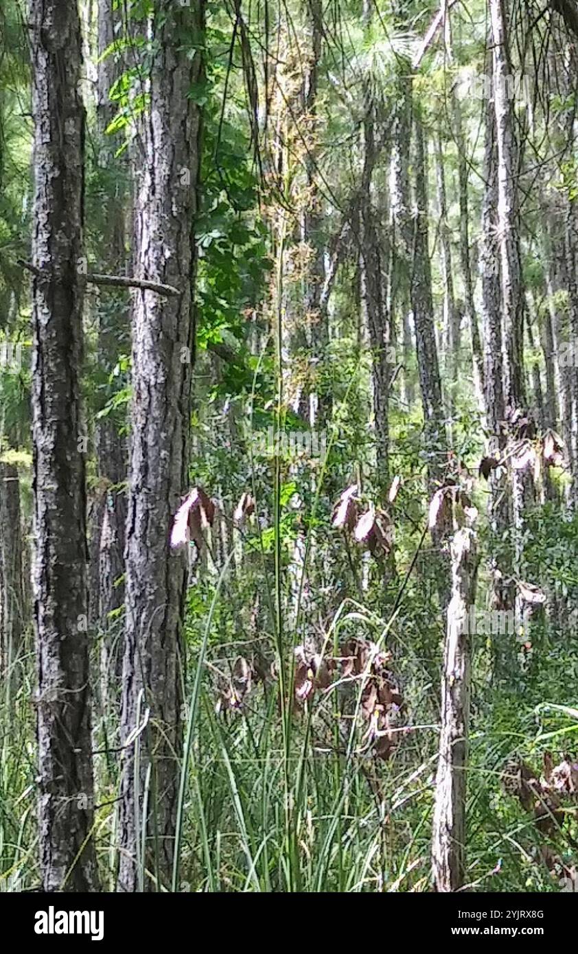 Jamaica swamp sawgrass (Cladium mariscus jamaicense Stock Photo - Alamy
