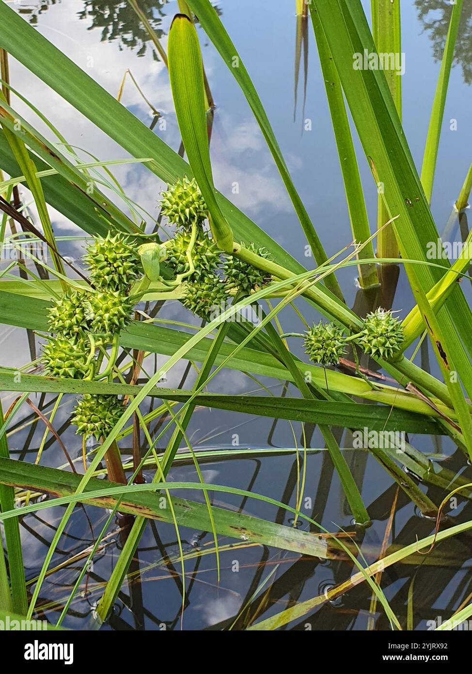 Branched Bur-reed (Sparganium erectum Stock Photo - Alamy