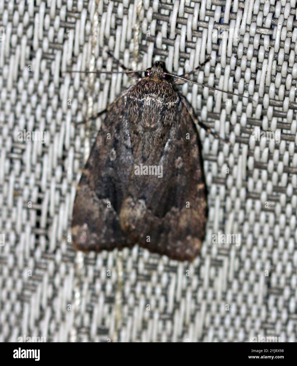 American Copper Underwing (Amphipyra pyramidoides Stock Photo - Alamy