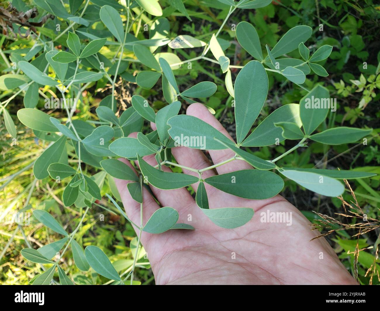 white wild indigo (Baptisia alba Stock Photo - Alamy