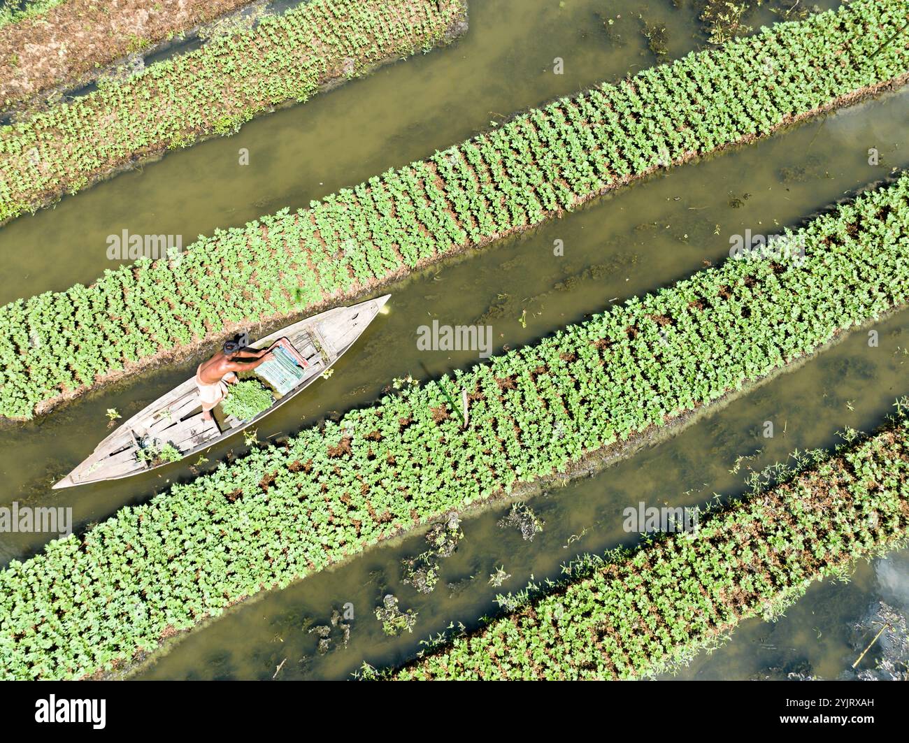 Farmers in low laying areas in Bangladesh choose floating farming ...
