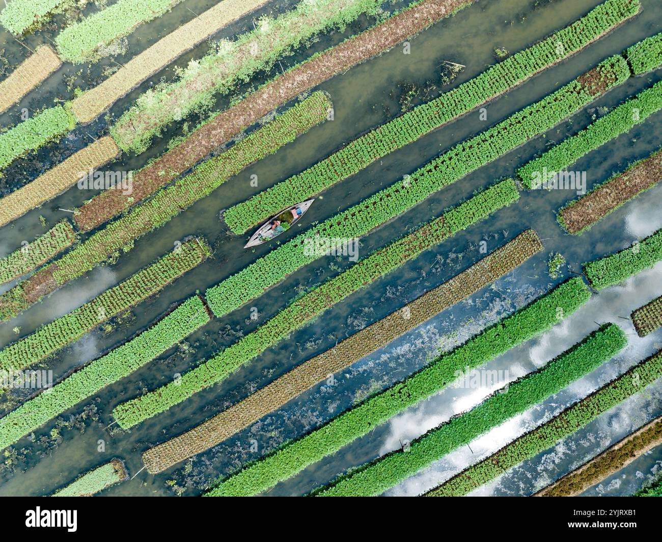 Farmers in low laying areas in Bangladesh choose floating farming ...