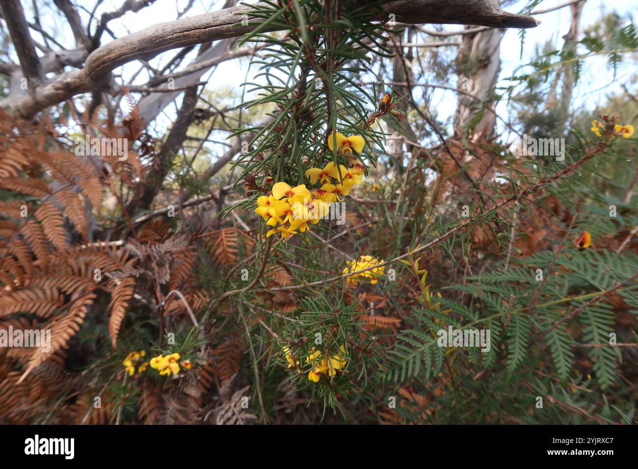 Smooth Parrot-pea (Dillwynia glaberrima Stock Photo - Alamy