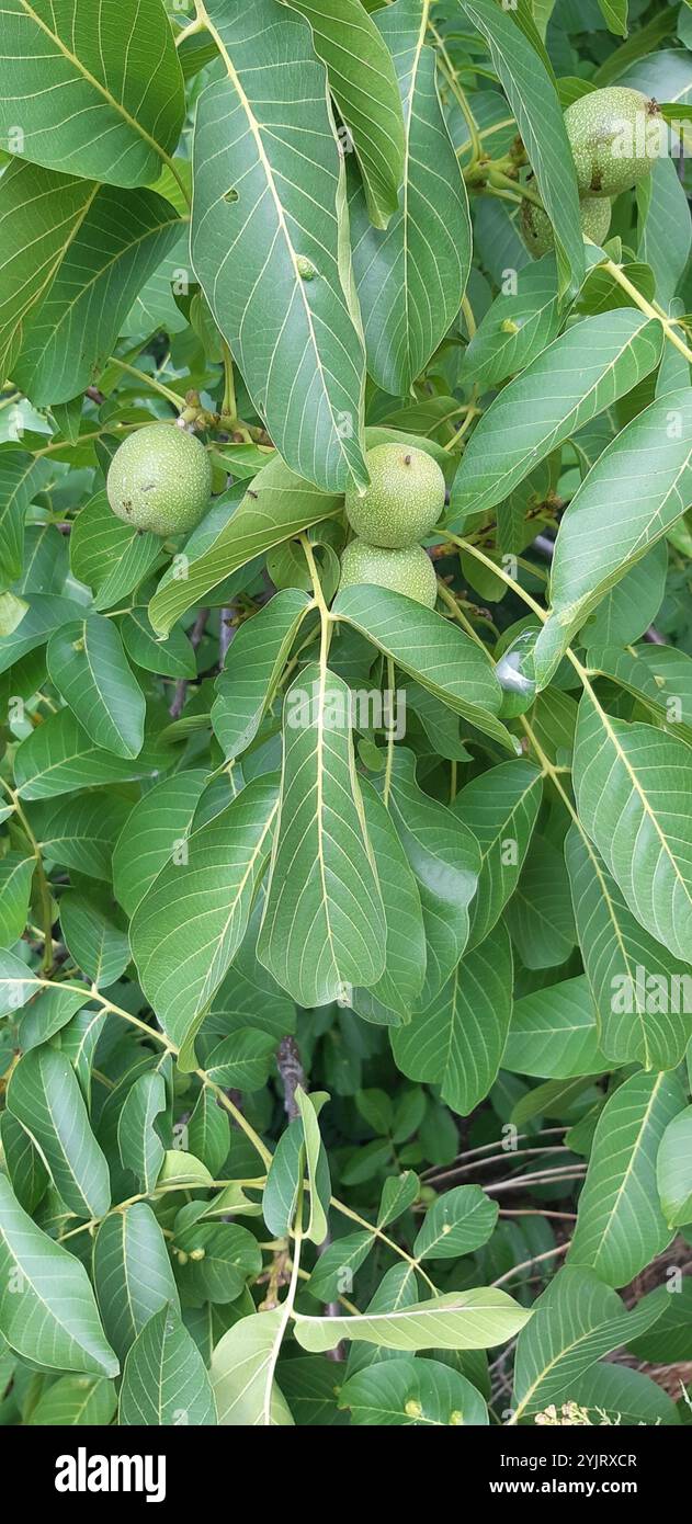 Persian walnut (Juglans regia Stock Photo - Alamy