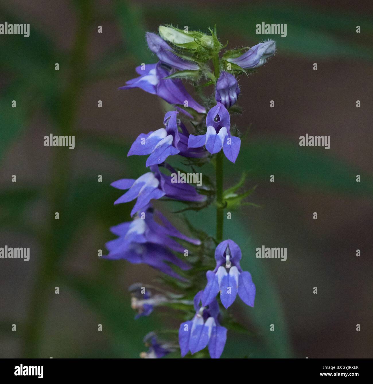 Great Blue Lobelia Lobelia Siphilitica Stock Photo Alamy
