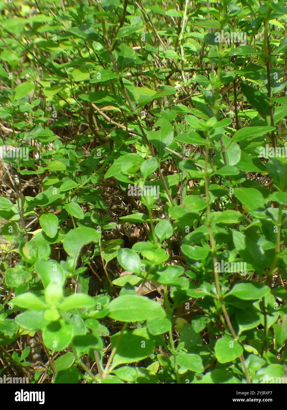 Georgia calamint (Clinopodium carolinianum Stock Photo - Alamy