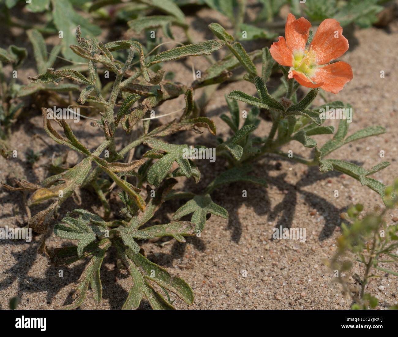 Scarlet Globemallow (Sphaeralcea coccinea Stock Photo - Alamy