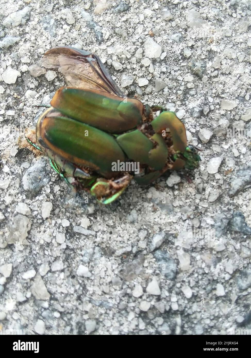 Common Green June Beetle (Cotinis nitida Stock Photo - Alamy