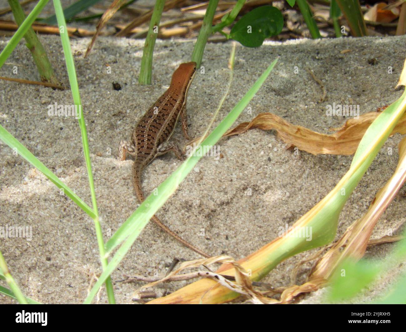 Variable Skink (Trachylepis varia Stock Photo - Alamy