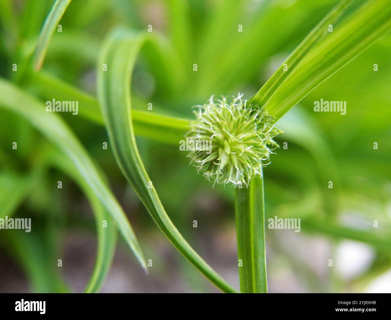 Shortleaf Spikesedge (Cyperus brevifolius Stock Photo - Alamy