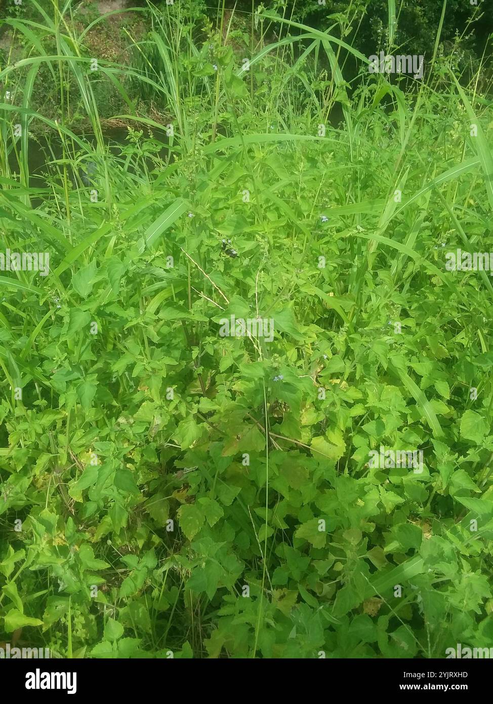 Tropical Bushmint (Hyptis mutabilis Stock Photo - Alamy
