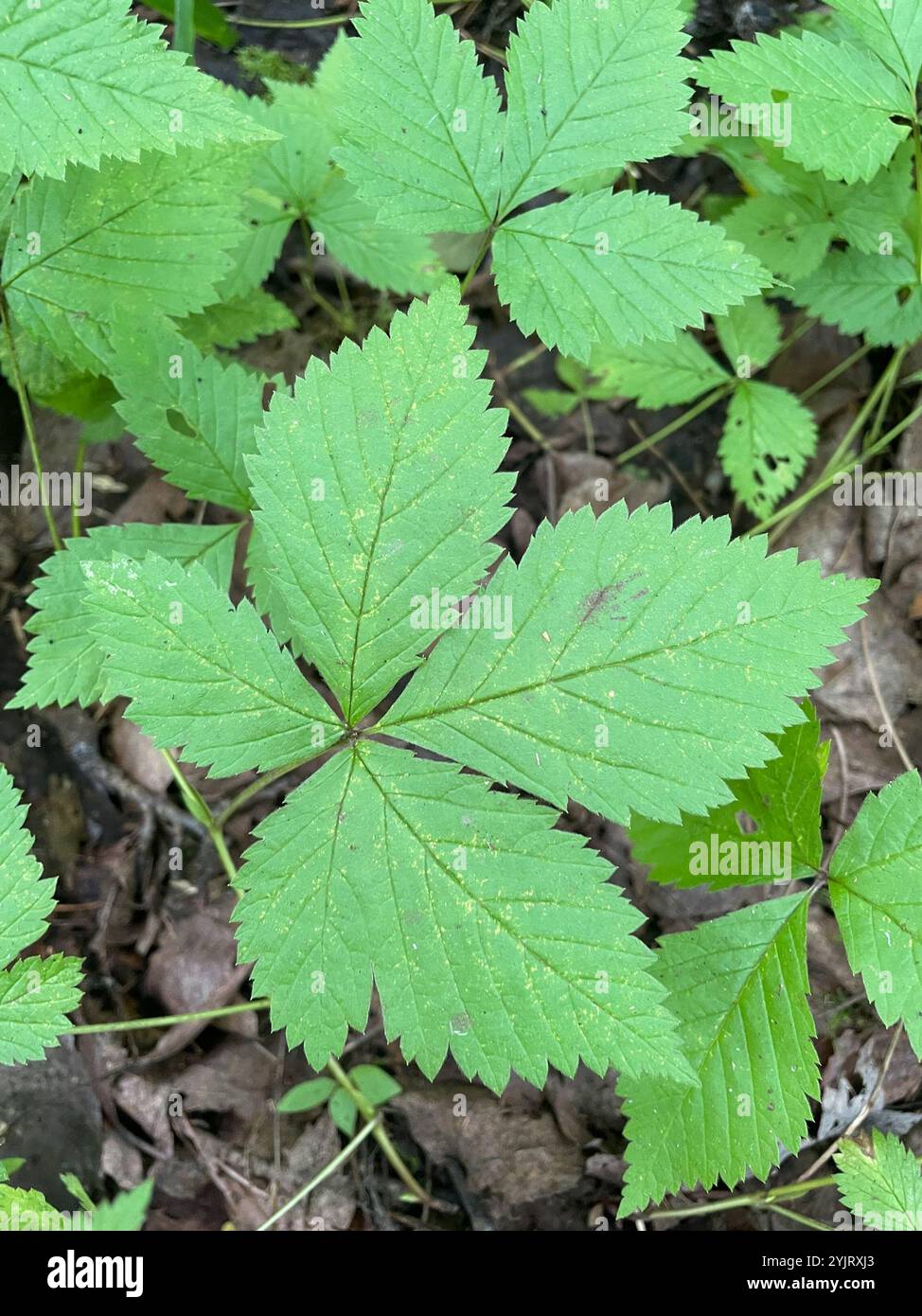 dwarf raspberry (Rubus pubescens Stock Photo - Alamy