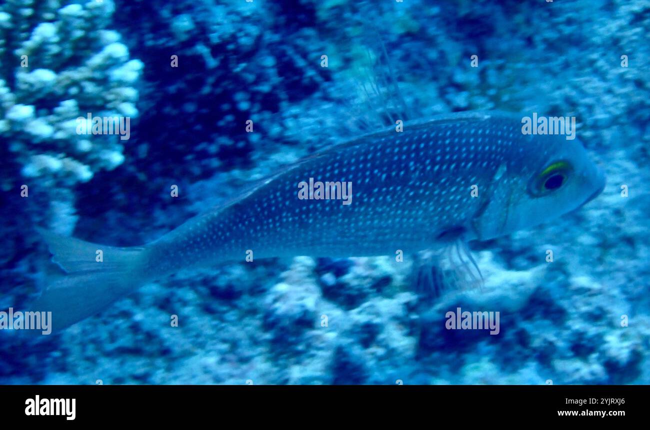 Snubnose Emperor Bream (Lethrinus borbonicus Stock Photo - Alamy