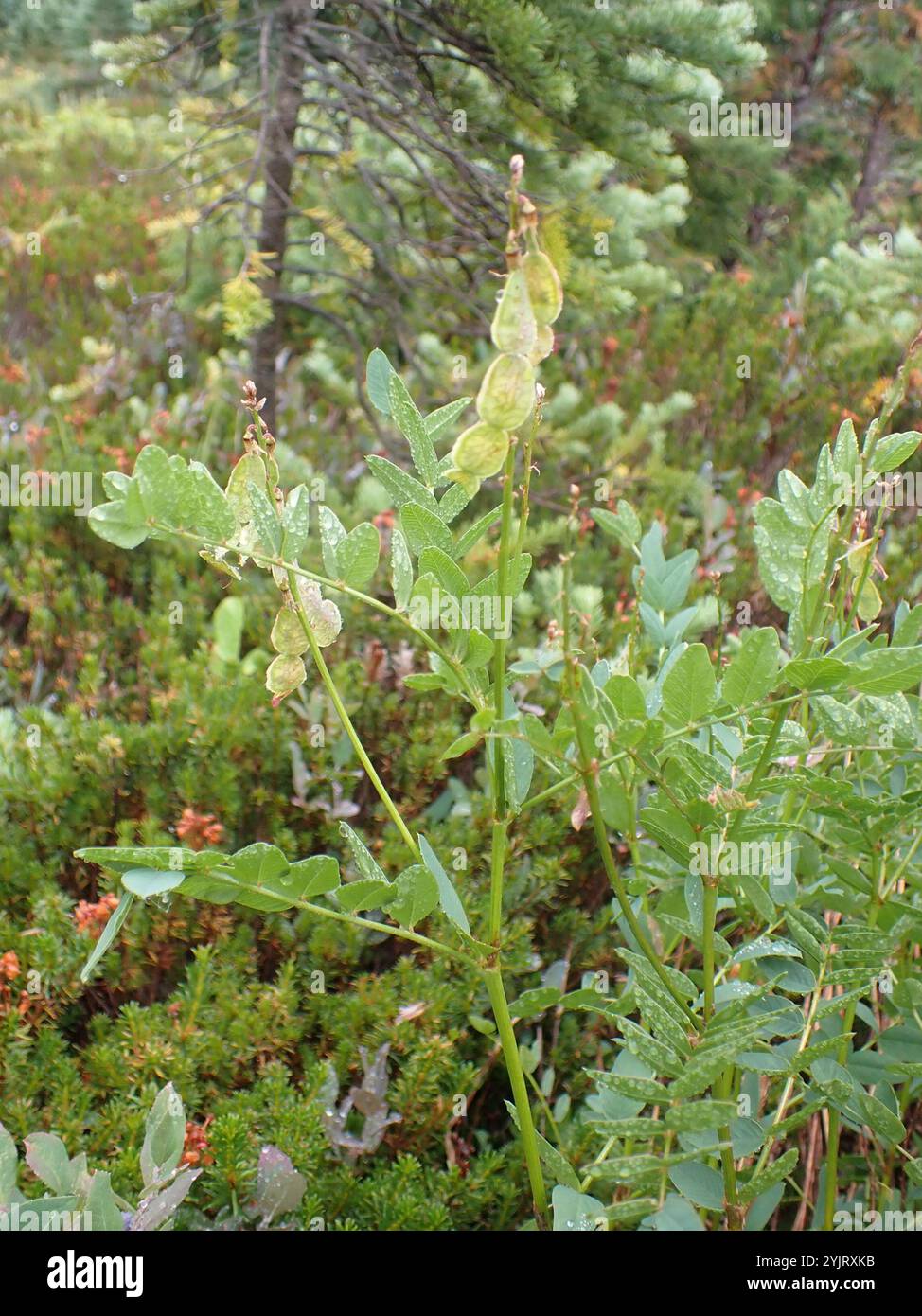 Western Sweet-vetch (Hedysarum occidentale Stock Photo - Alamy