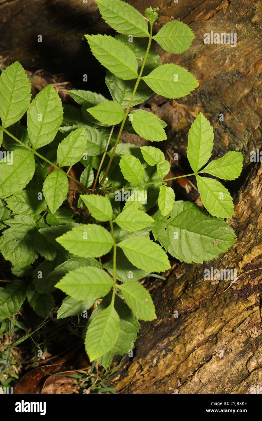 European ash (Fraxinus excelsior Stock Photo - Alamy
