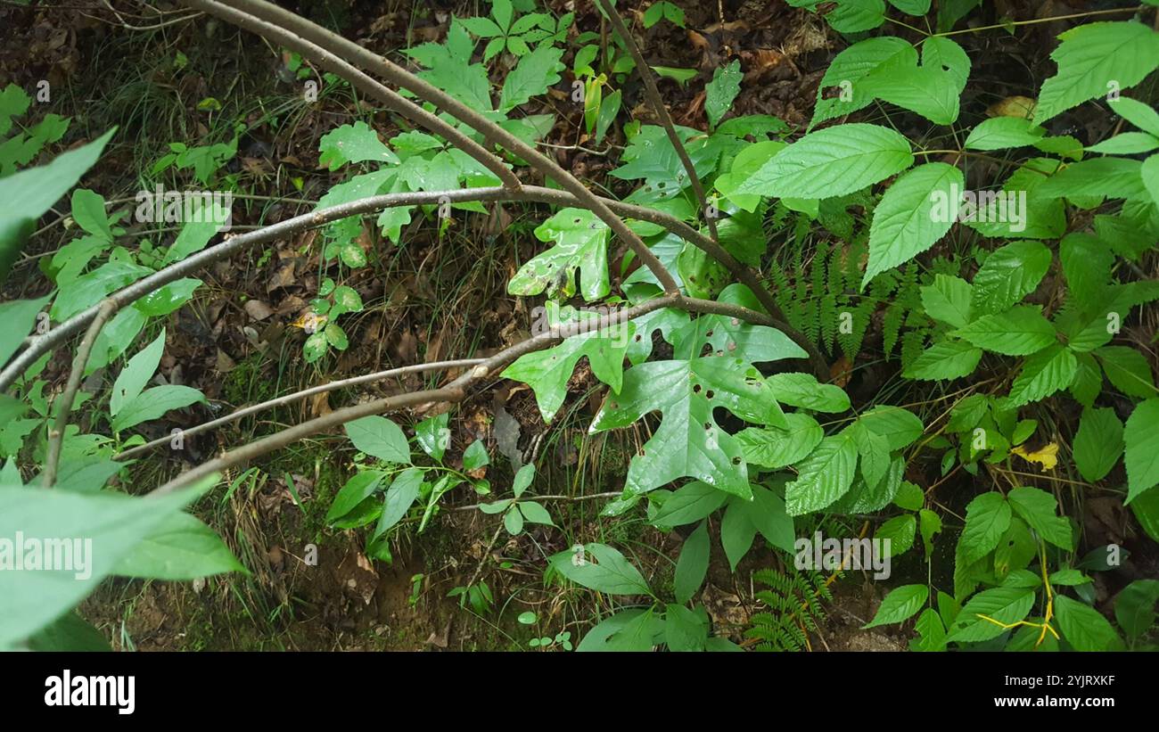 Buffalo-nut (Pyrularia pubera Stock Photo - Alamy