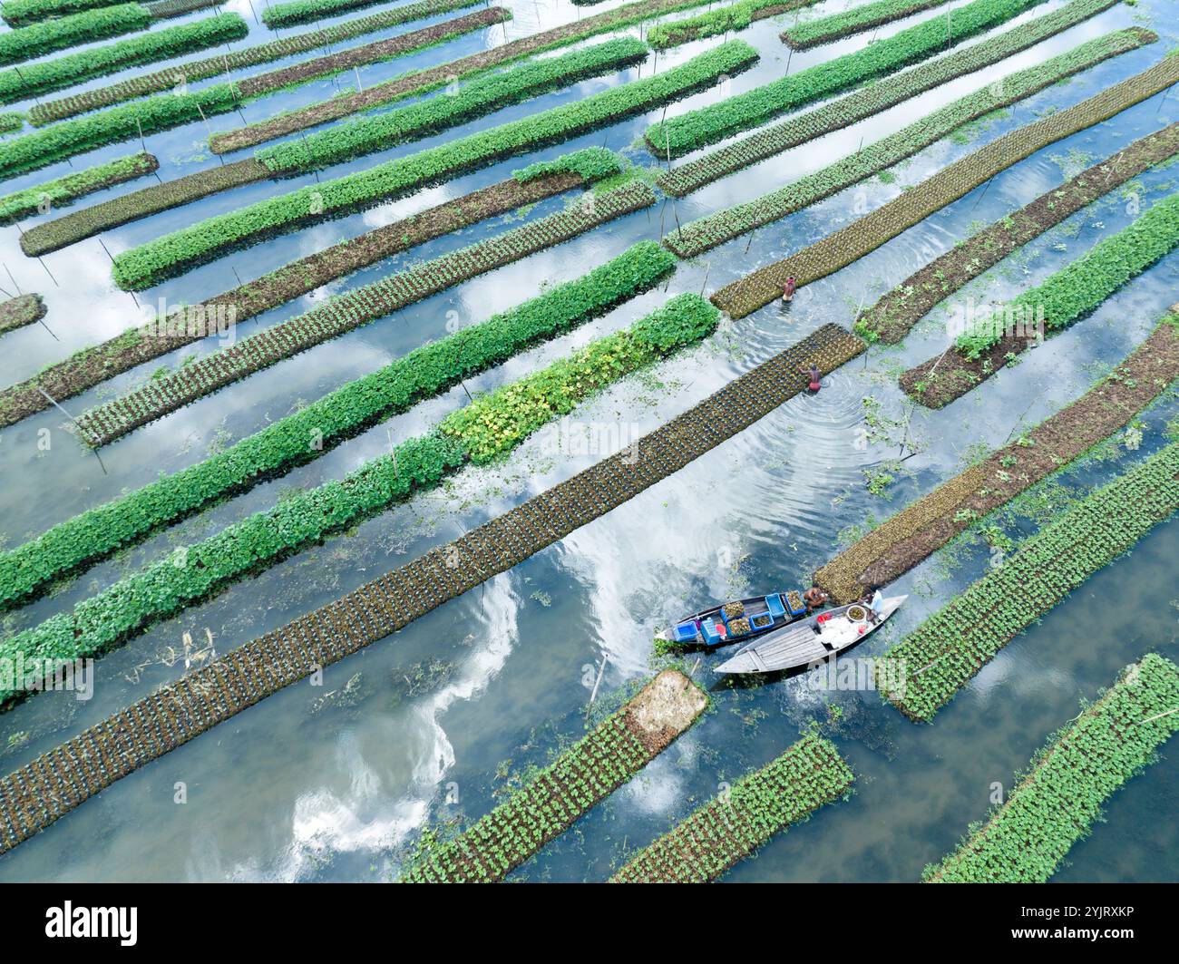 Farmers in low laying areas in Bangladesh choose floating farming ...