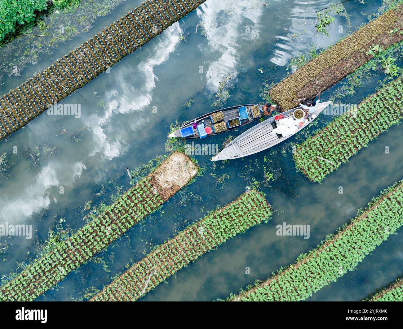 Farmers in low laying areas in Bangladesh choose floating farming ...