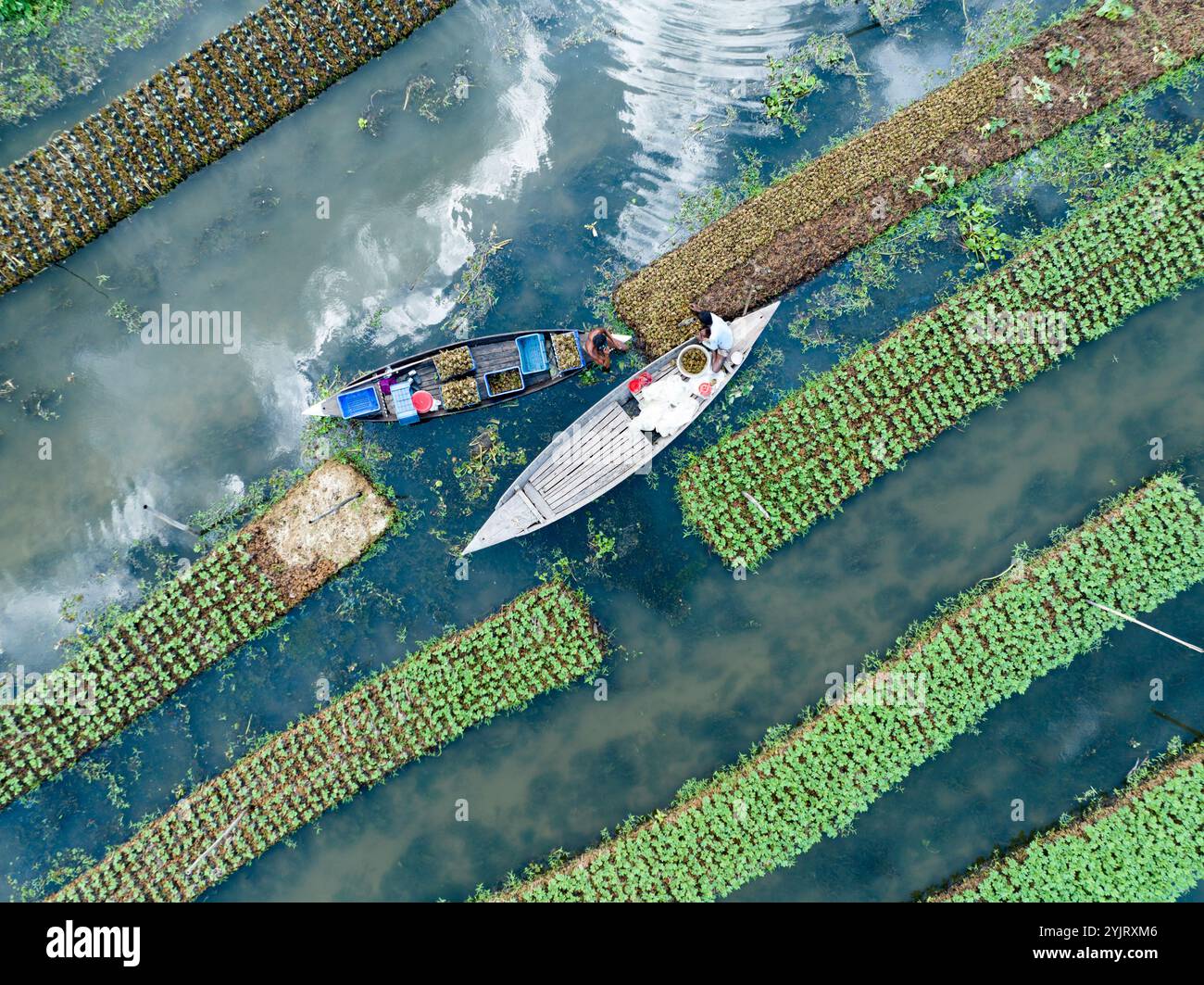 Farmers in low laying areas in Bangladesh choose floating farming ...