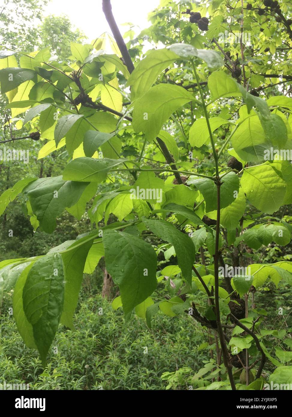 bitternut hickory (Carya cordiformis Stock Photo - Alamy