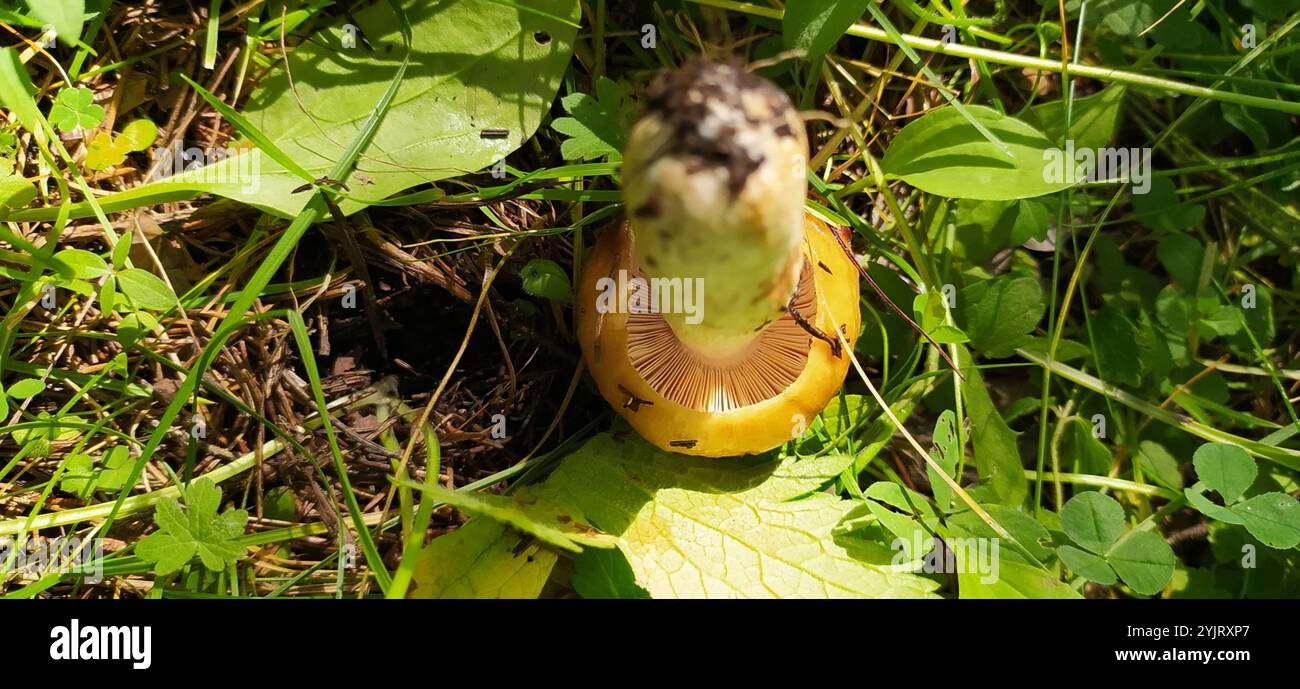 Stinking Brittlegill (Russula foetens Stock Photo - Alamy
