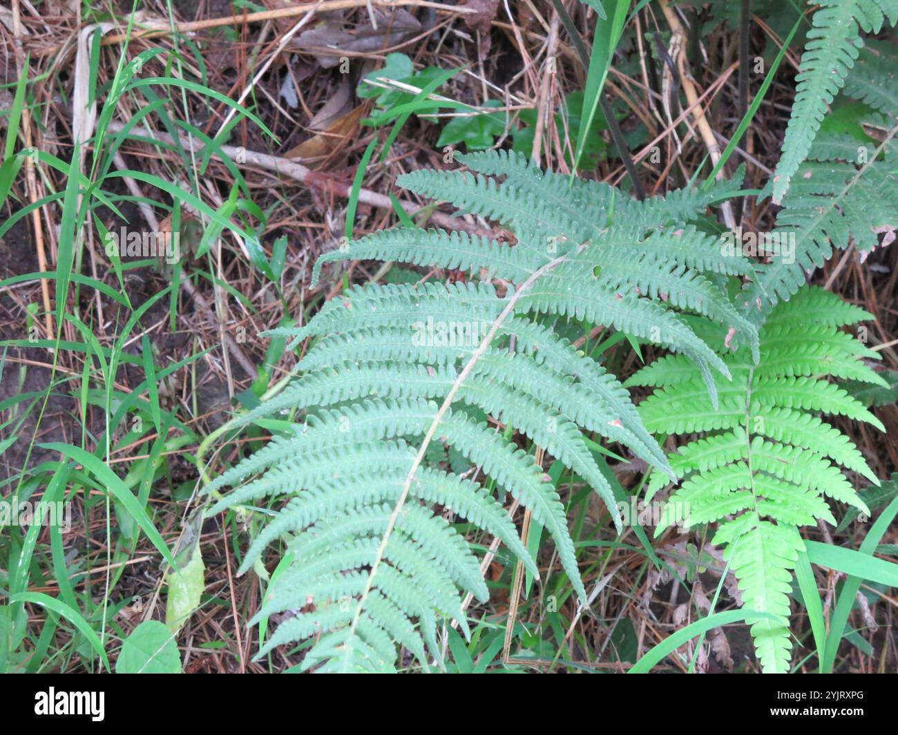Parasitic Tri-vein Fern (Christella parasitica Stock Photo - Alamy