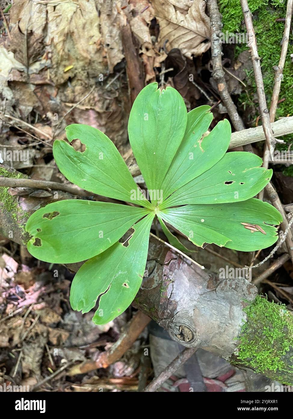 Cucumber Root (Medeola virginiana Stock Photo - Alamy