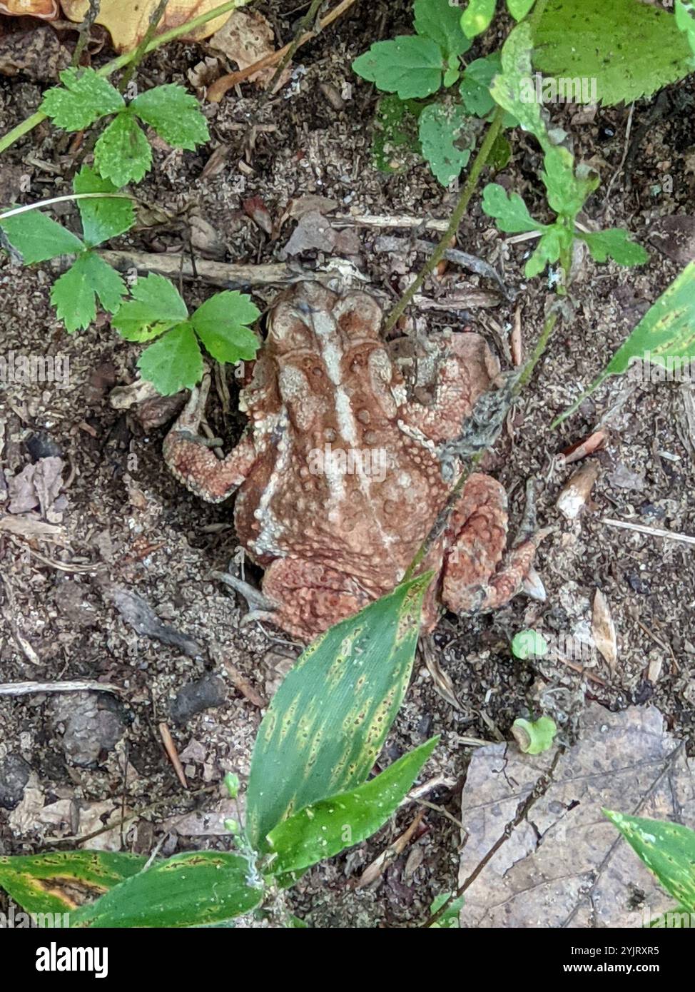 American Toad (Anaxyrus americanus Stock Photo - Alamy