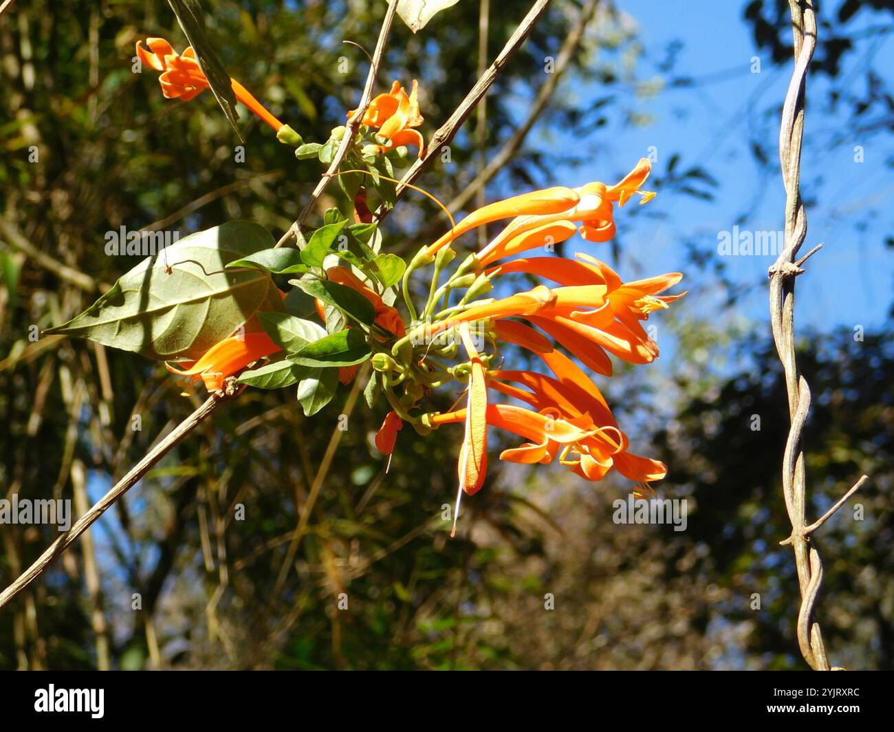 Flame vine (Pyrostegia venusta Stock Photo - Alamy