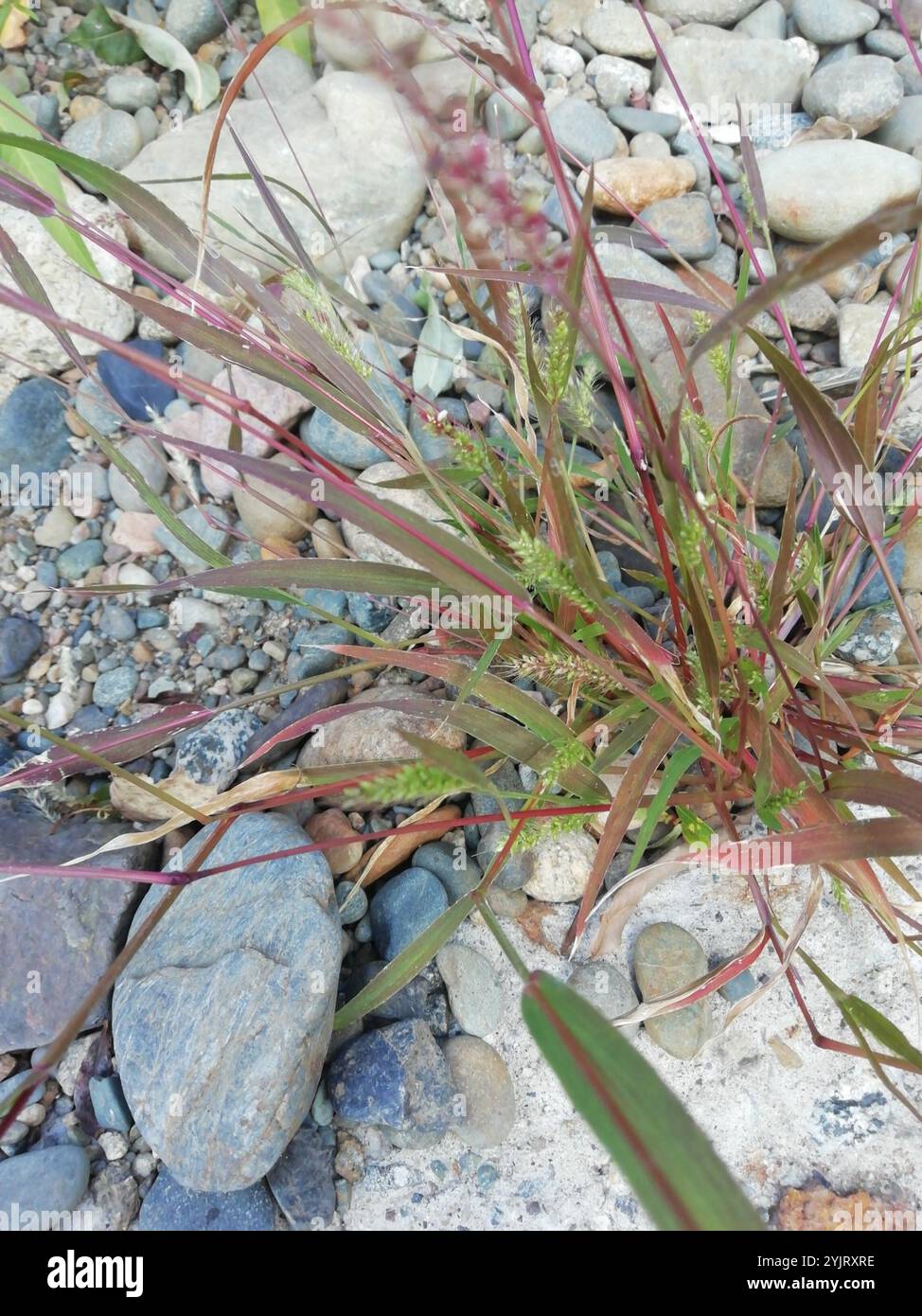 Green Bristle Grass (Setaria viridis Stock Photo - Alamy