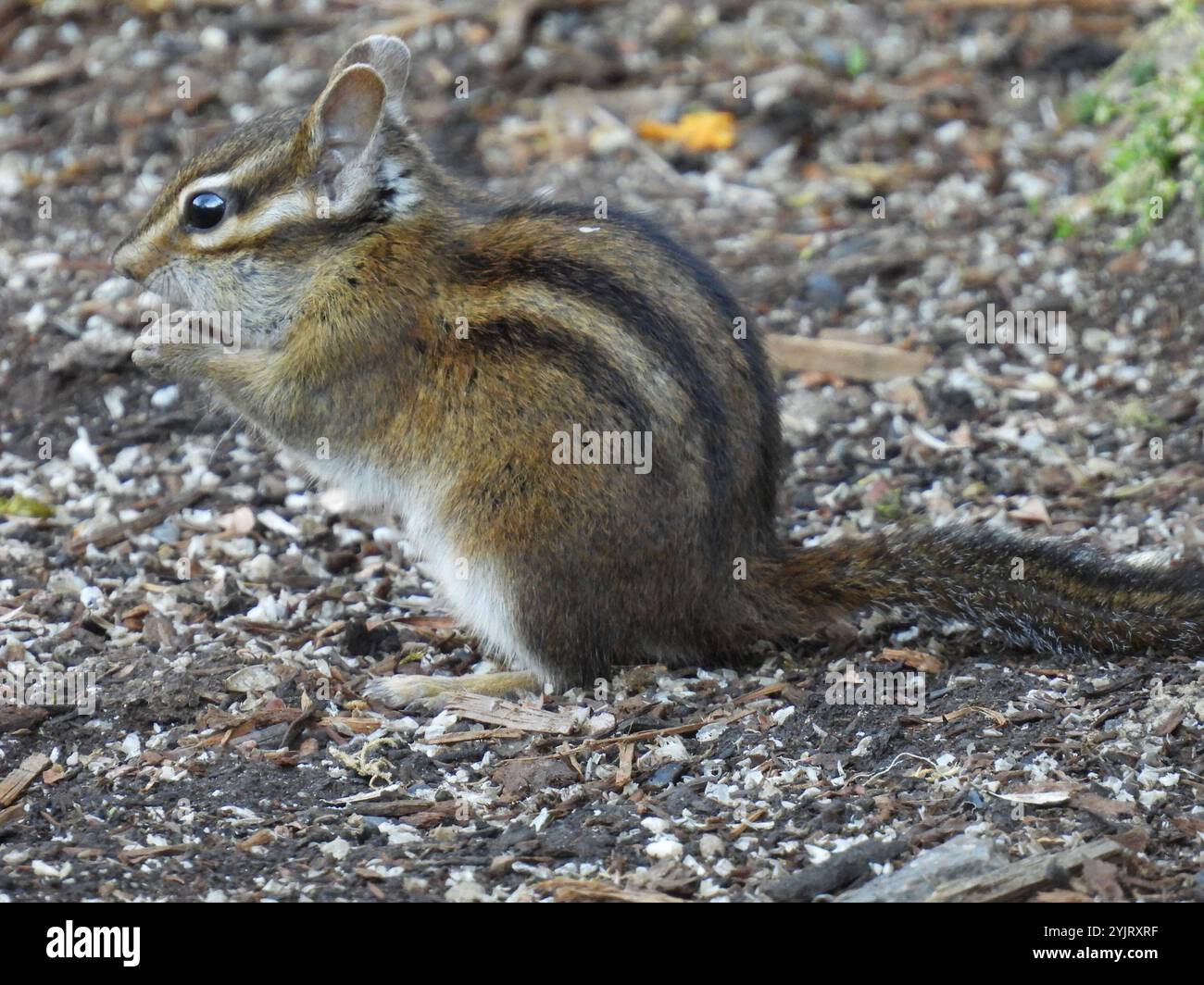 Townsends chipmunk hi-res stock photography and images - Alamy