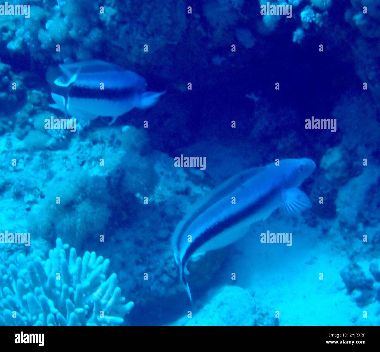 Malacanthus hi-res stock photography and images - Alamy