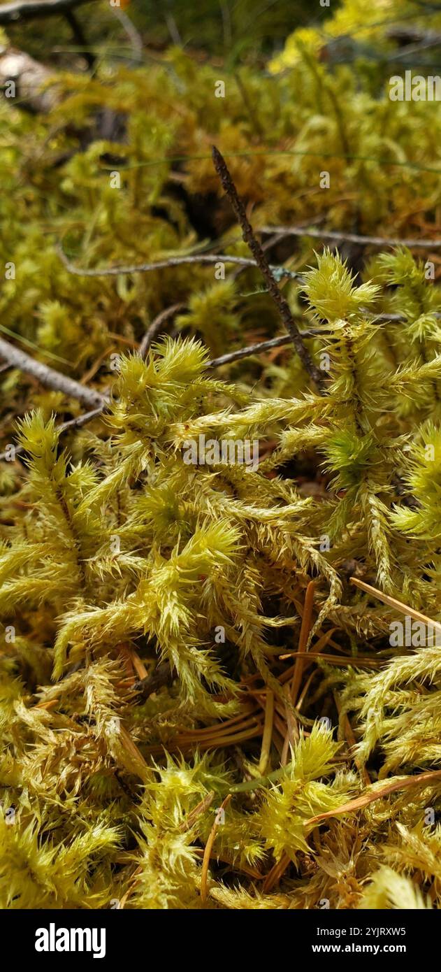 rough goose neck moss (Hylocomiadelphus triquetrus Stock Photo - Alamy