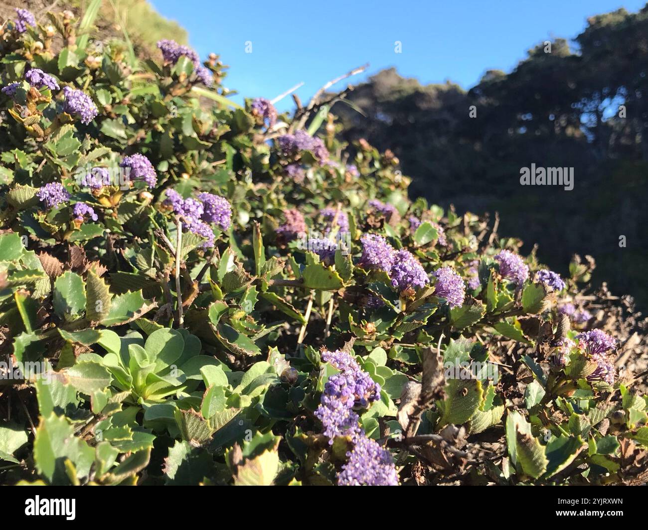 Point Reyes Ceanothus