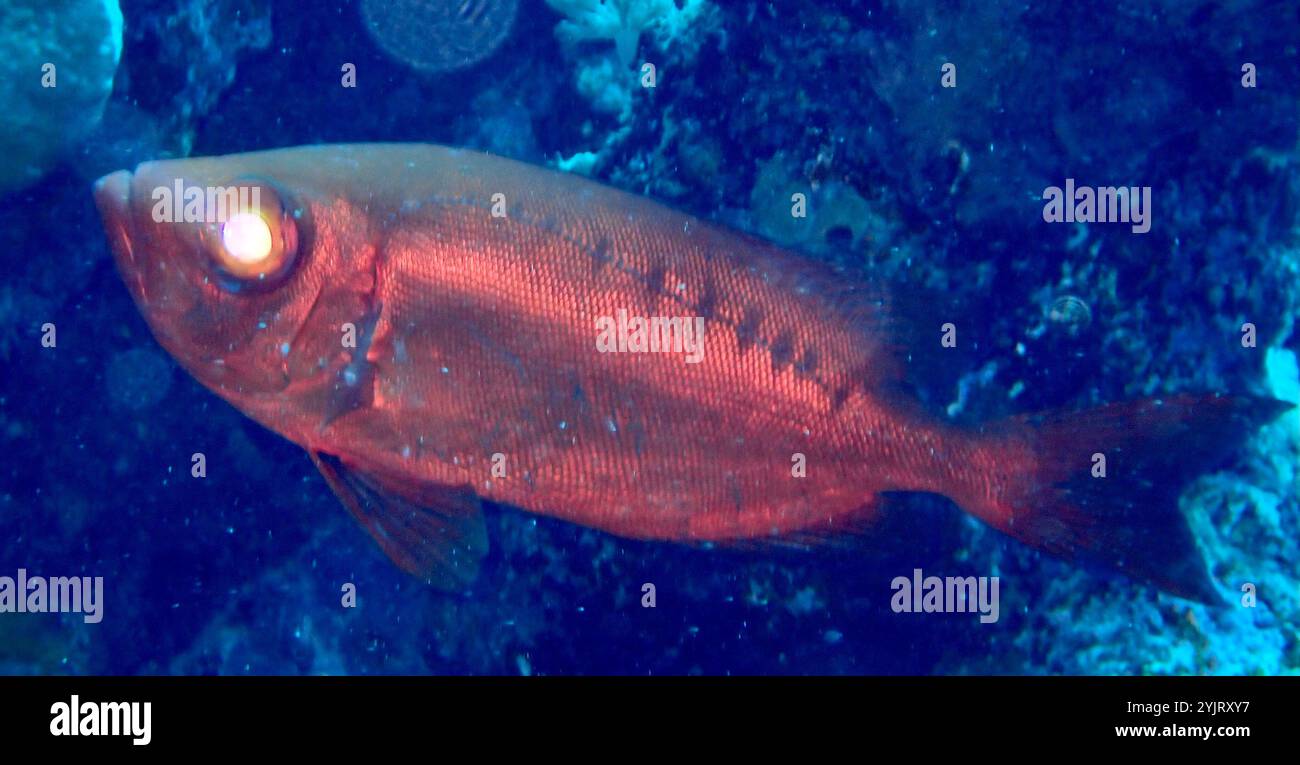 Crescent-tail Bigeye (Priacanthus hamrur Stock Photo - Alamy