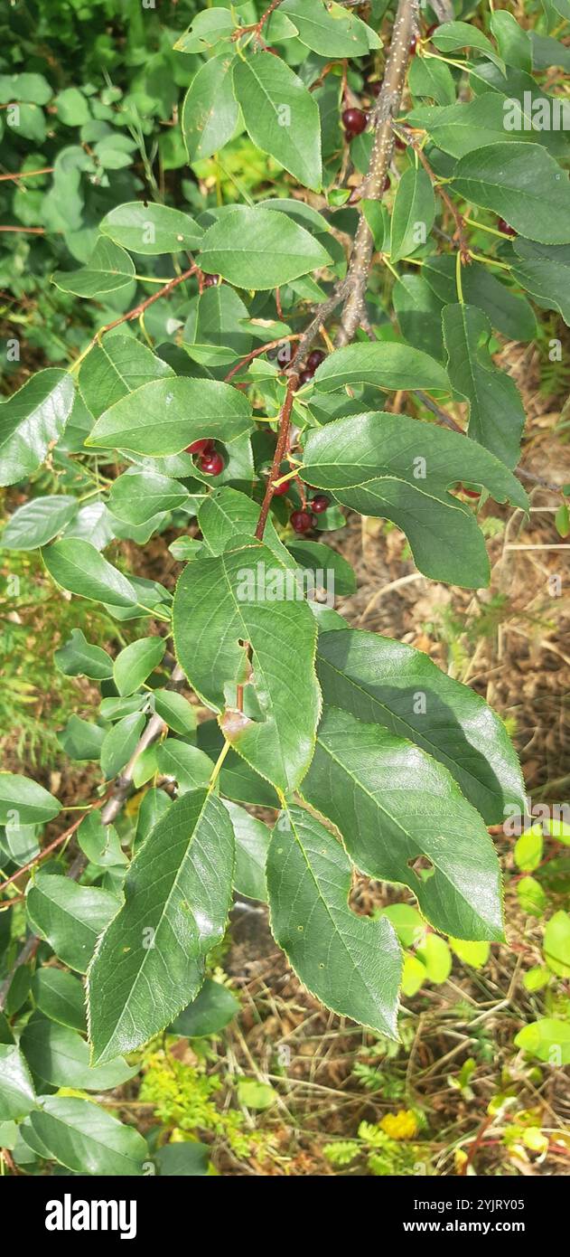 chokecherry (Prunus virginiana Stock Photo - Alamy
