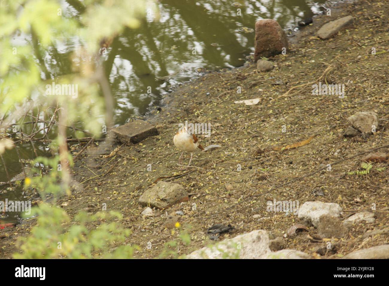 Pacific Hornero (Furnarius cinnamomeus Stock Photo - Alamy