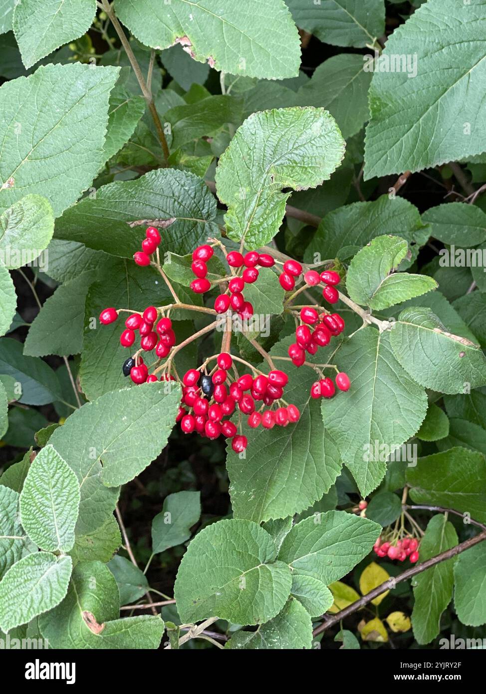 Wayfaring-tree (Viburnum lantana Stock Photo - Alamy