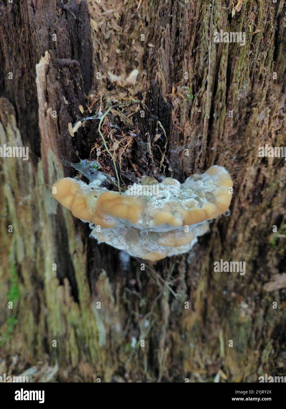 green cheese polypore (Fomitopsis spraguei Stock Photo - Alamy
