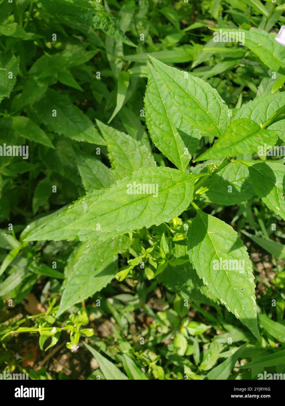 sharpwing monkeyflower (Mimulus alatus Stock Photo - Alamy