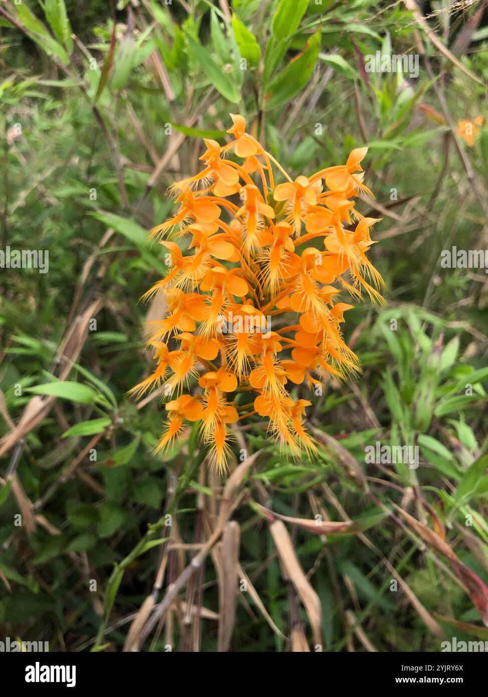 orange-fringed orchid (Platanthera ciliaris Stock Photo - Alamy