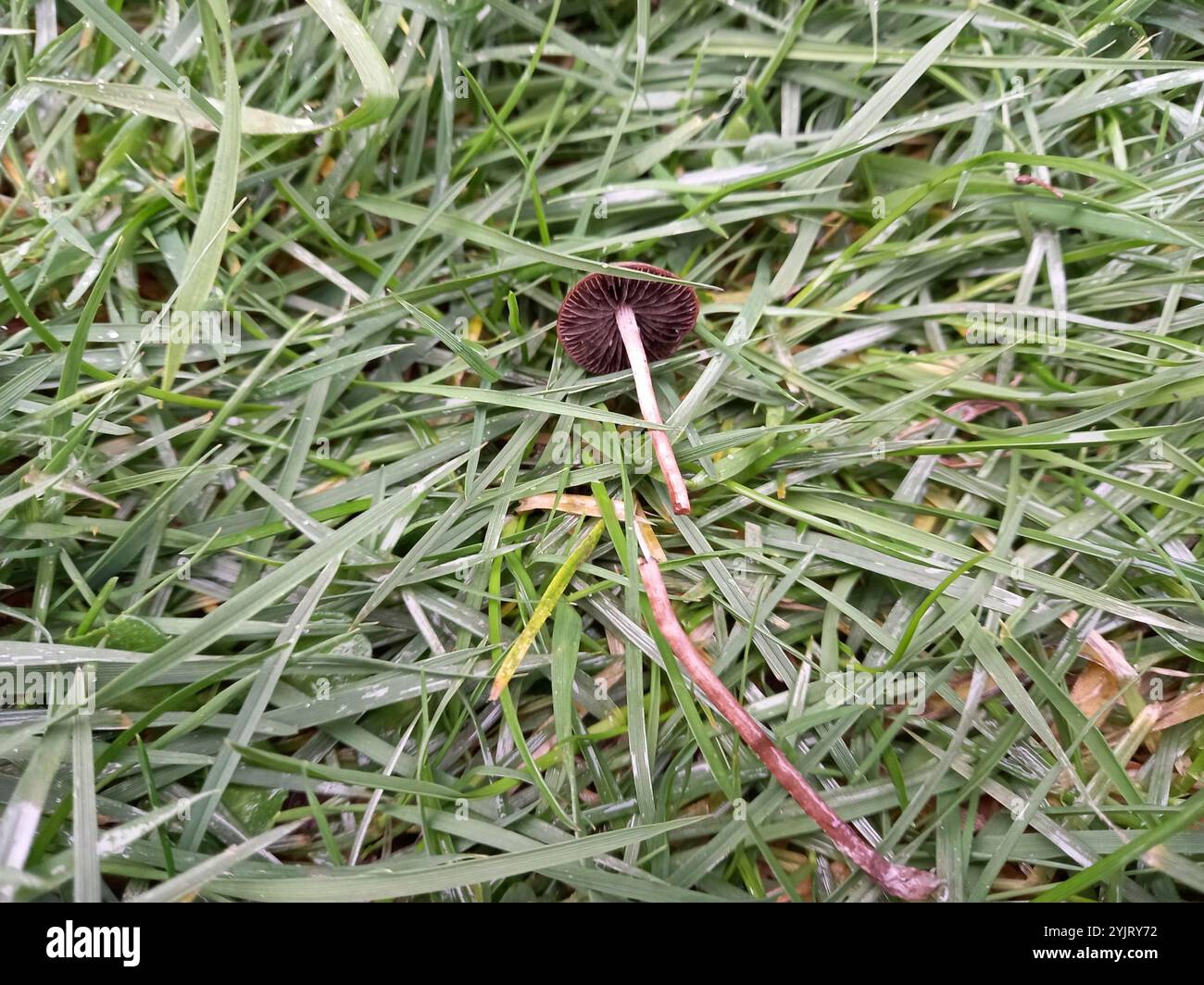 Mowers mushroom panaeolus foenisecii hi-res stock photography and ...