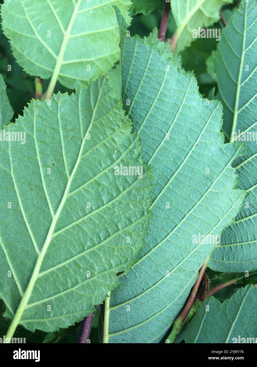 mountain alder (Alnus alnobetula crispa Stock Photo - Alamy