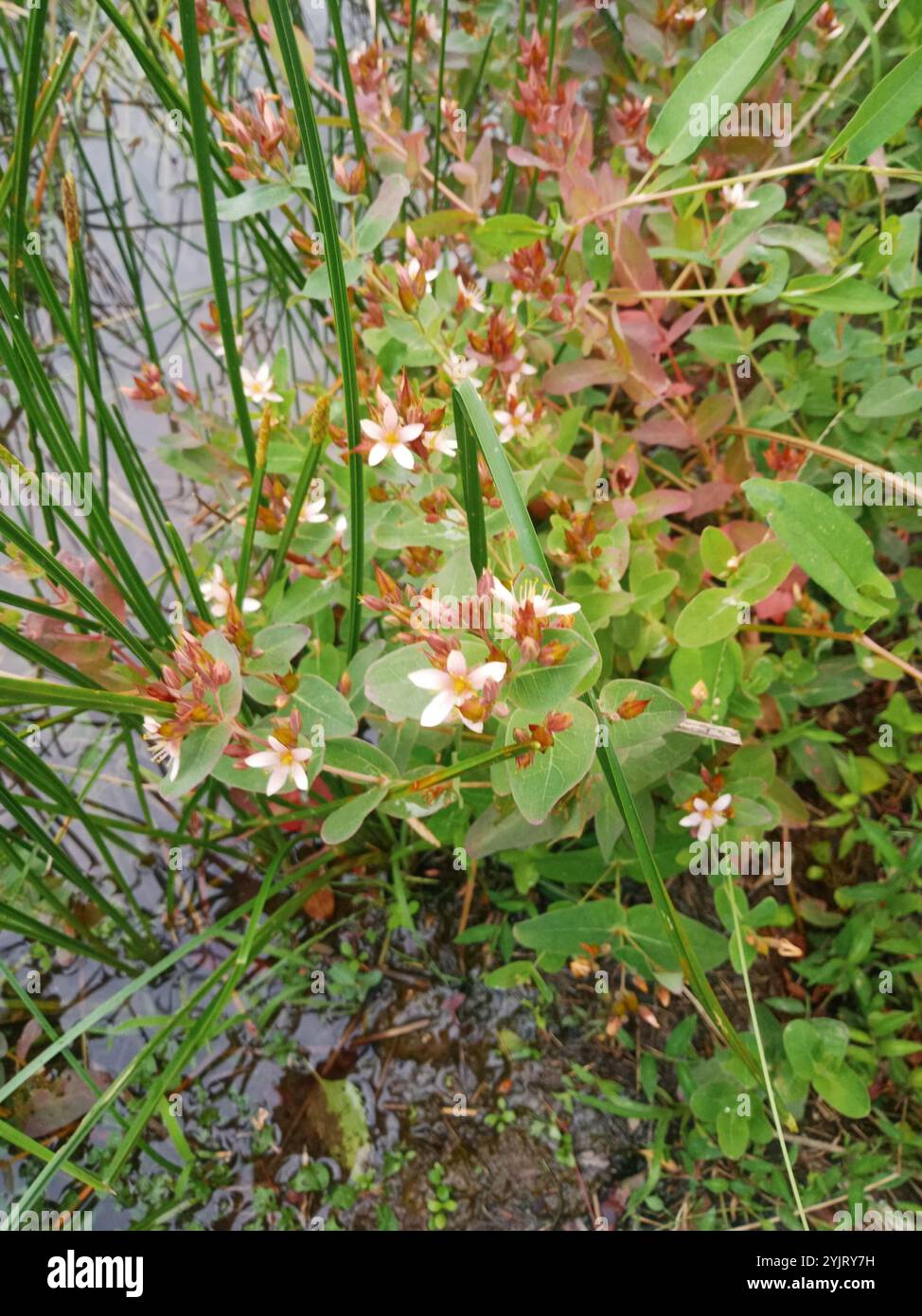 Hypericum virginicum hi-res stock photography and images - Alamy