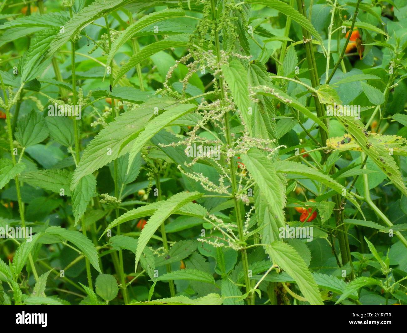 false nettle (Boehmeria cylindrica Stock Photo - Alamy