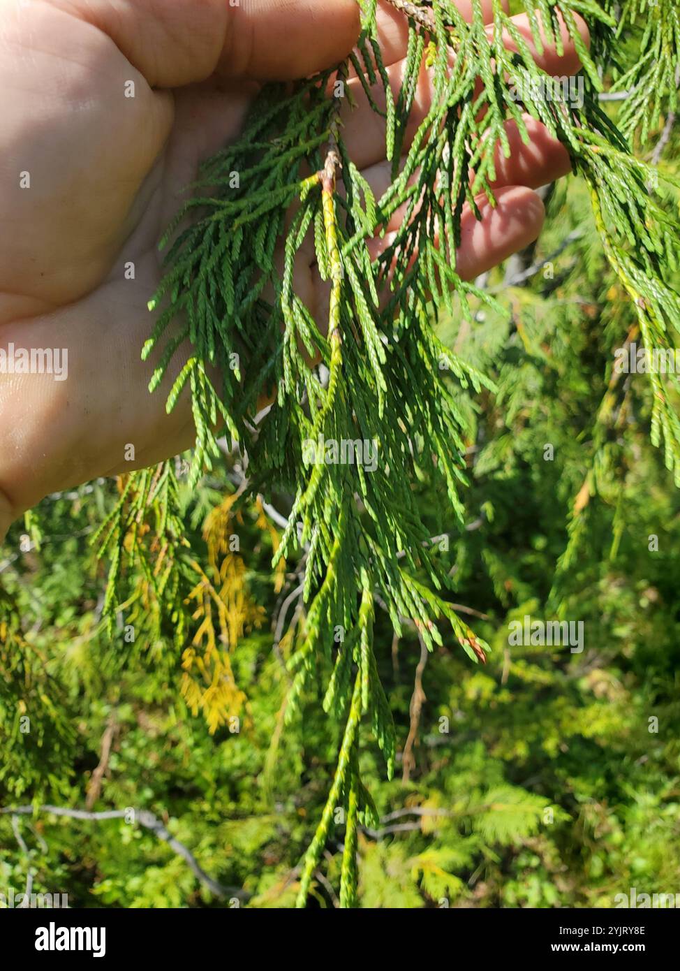Alaska yellow cedar (Callitropsis nootkatensis Stock Photo - Alamy