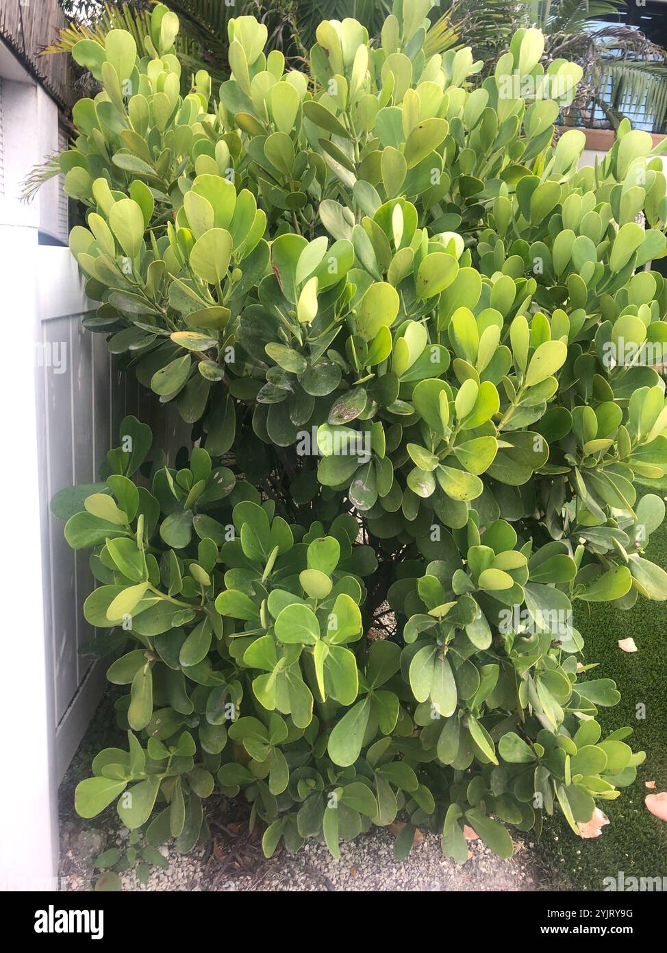 autograph tree (Clusia rosea Stock Photo - Alamy