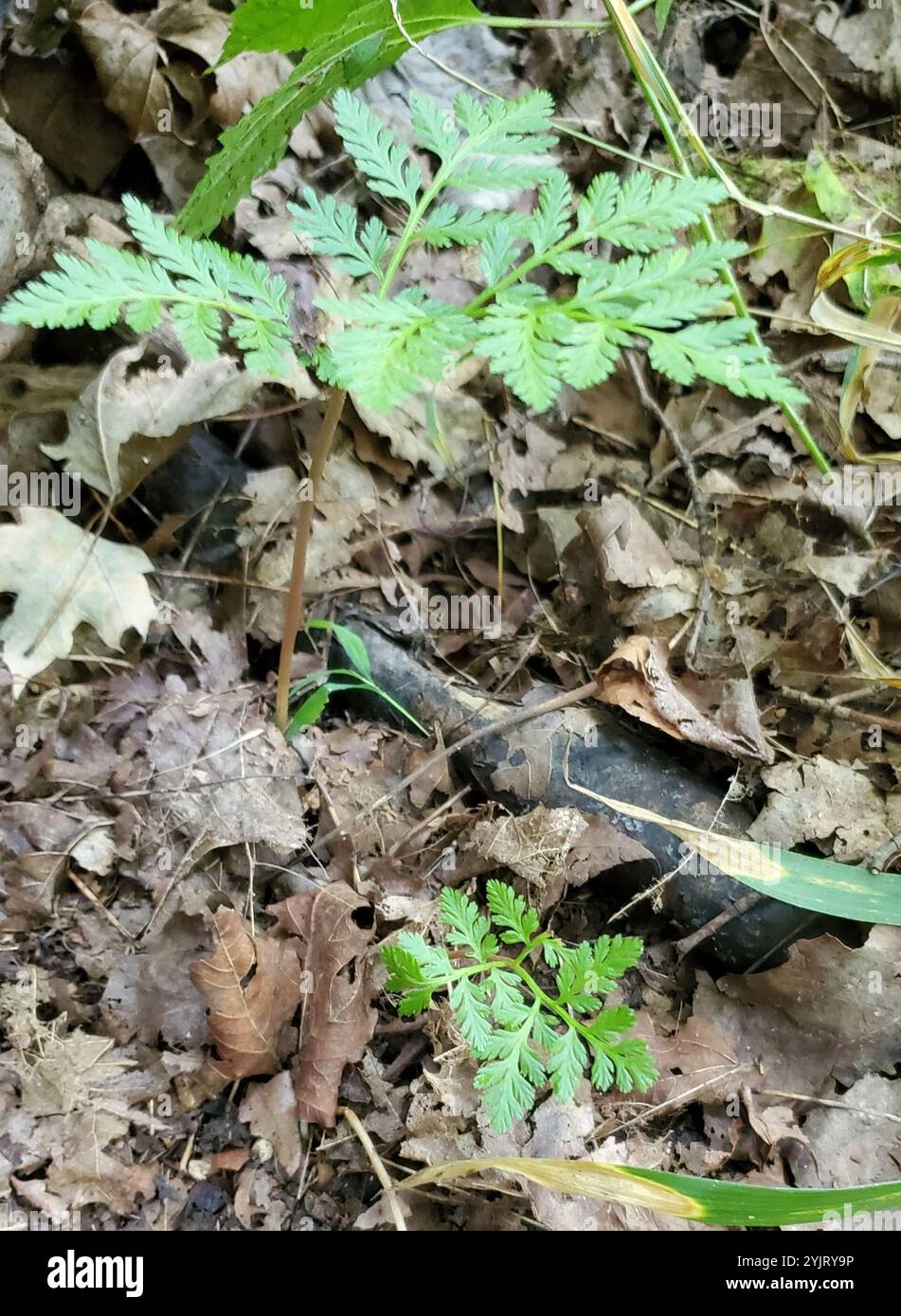 rattlesnake fern (Botrypus virginianus Stock Photo - Alamy