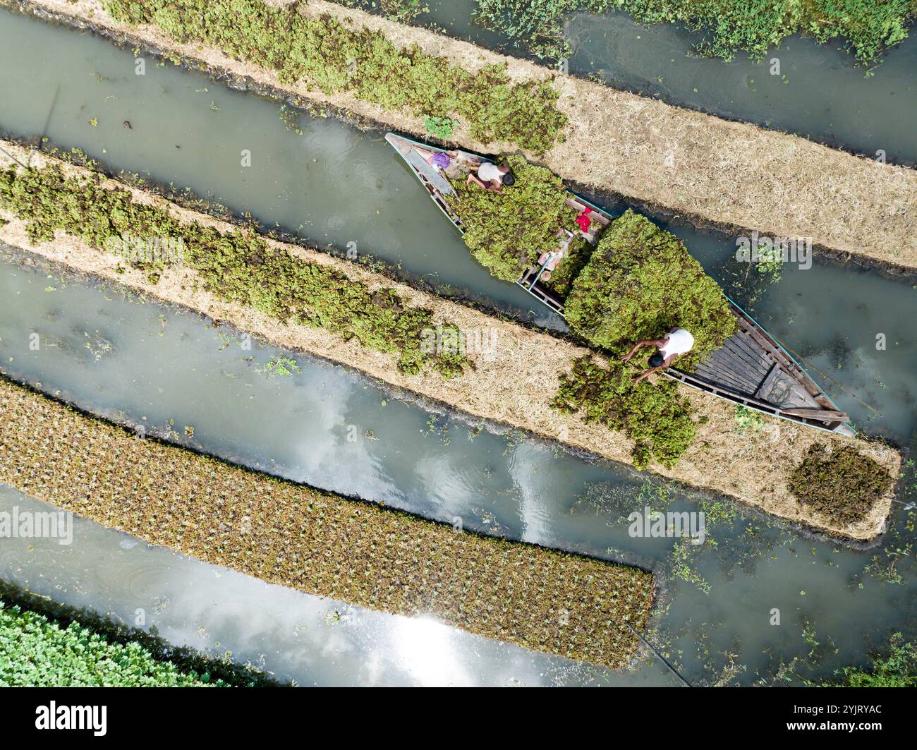 Farmers in low laying areas in Bangladesh choose floating farming ...